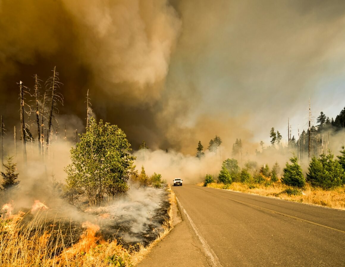 Understanding the Different Types of Wildfires and Their Causes - Pure ...