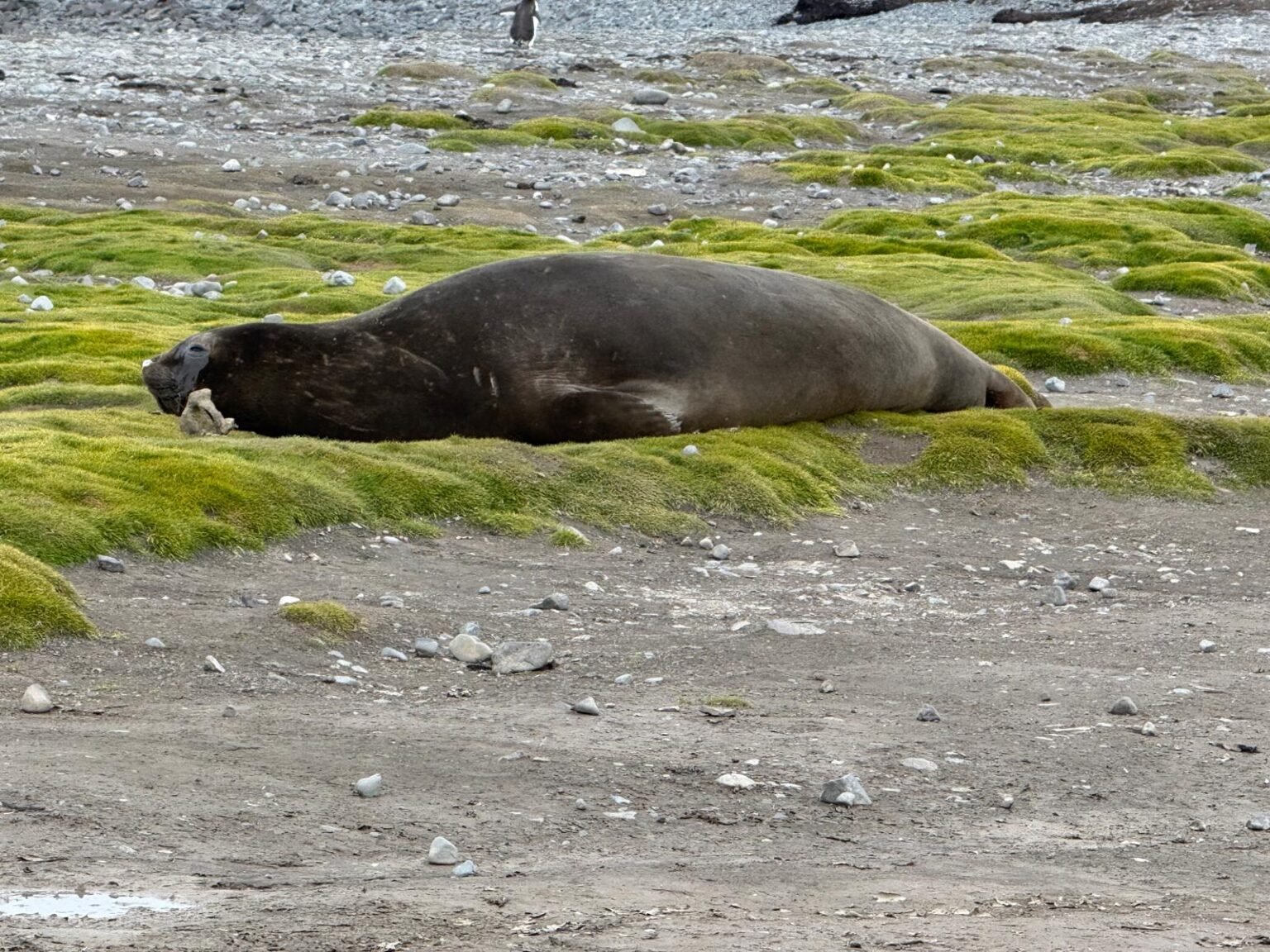 Visit Deception Island for an Unforgettable Adventure - Pure Travel